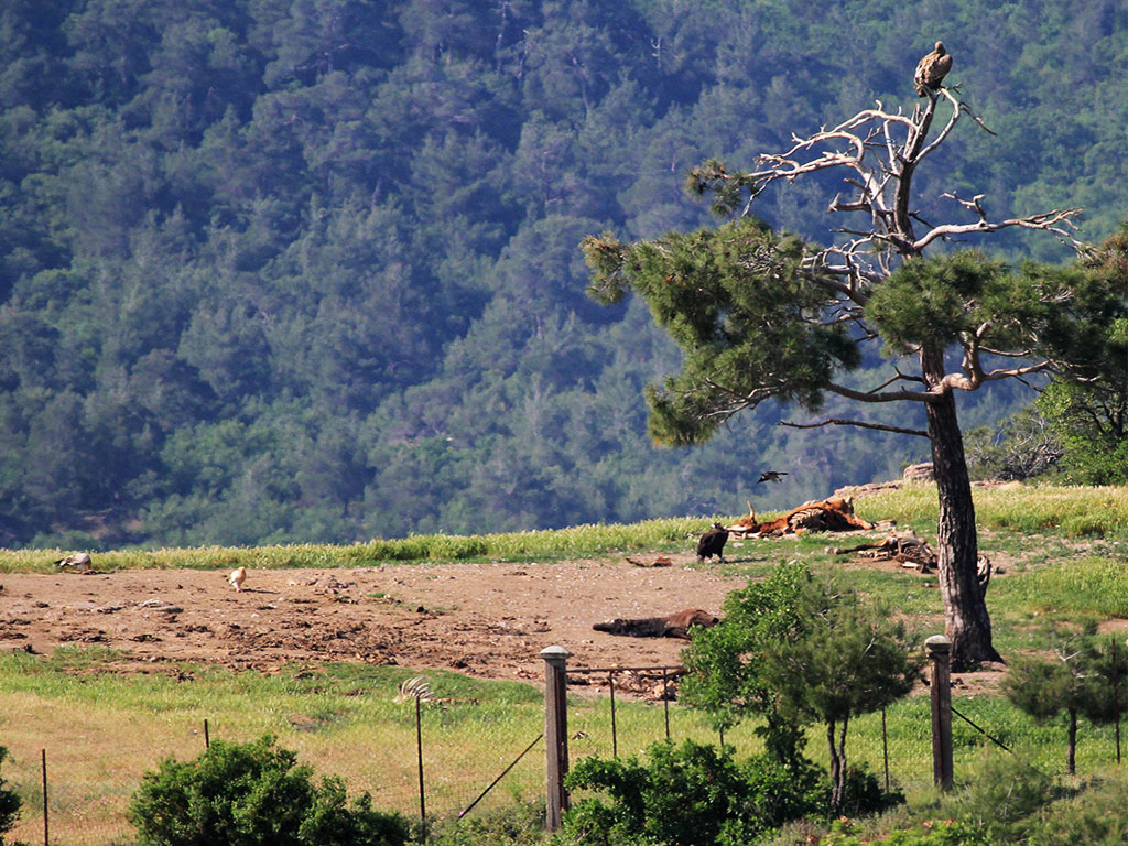 Dadia-Lefkimi-Soufli Forest National Park | National Parks in Greece